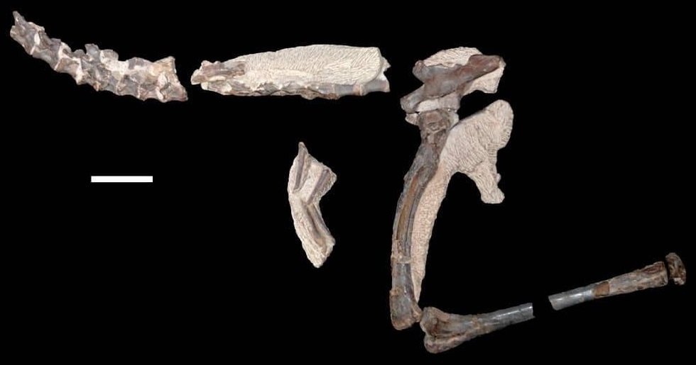 Species New to Science: [Paleontology • 2021] New Specimens provide ...