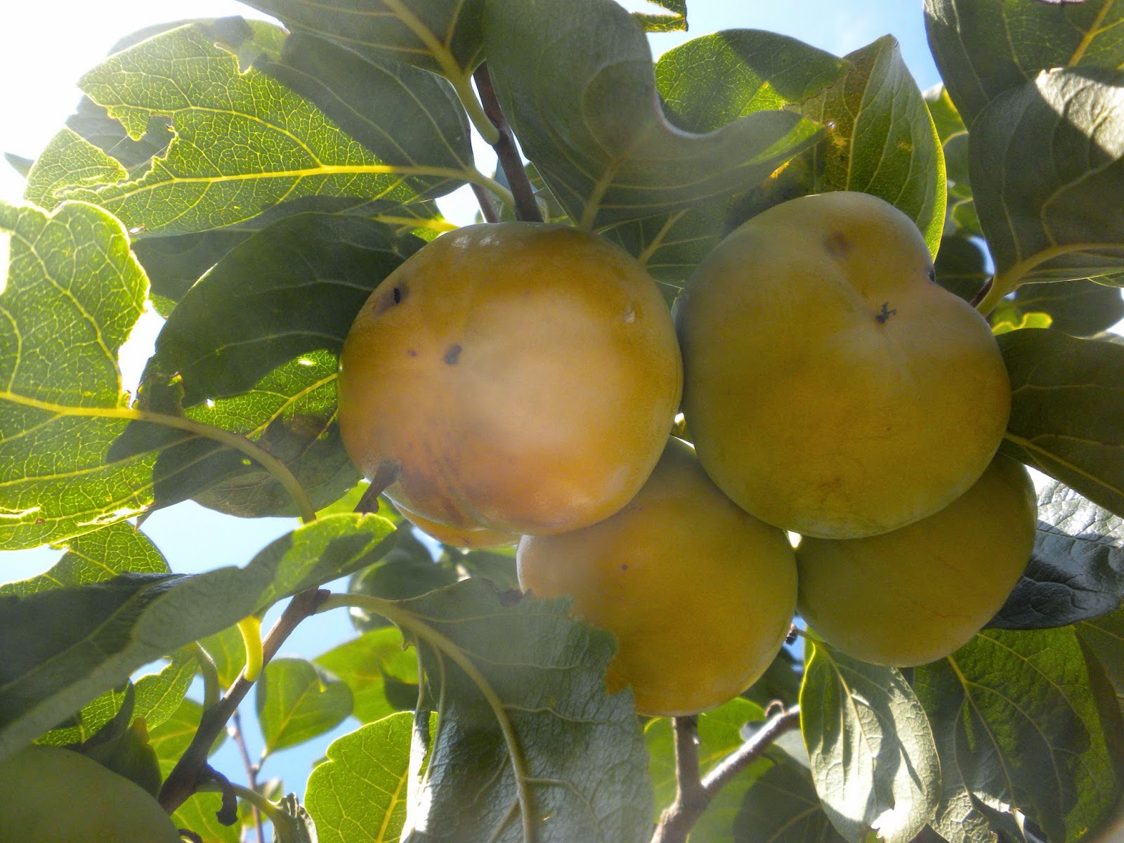 From a Tuscan Hillside: Fruit of the Month: the persimmon