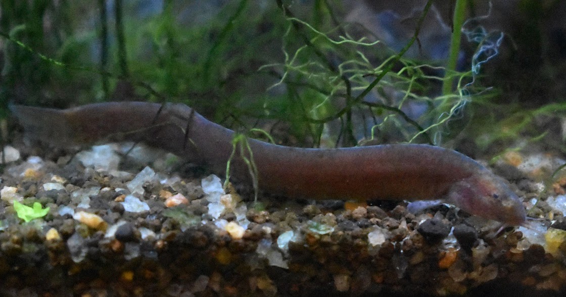 ZOOTOGRAFIANDO (5.836 ANIMALS): LOCHA DE JAVA / JAVA LOACH (Pangio oblonga)