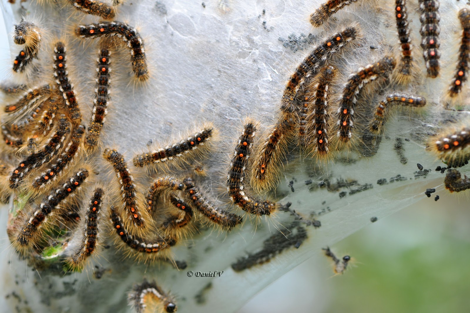 Macrophoto plaisir passion: 2 - Tout ce que vous avez toujours voulu ...