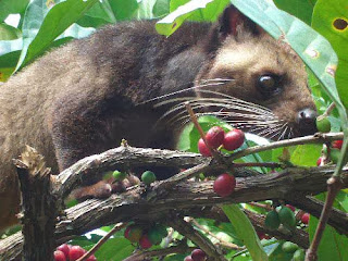 Jenis - Jenis Musang: Jenis-jenis Musang Asli Indonesia