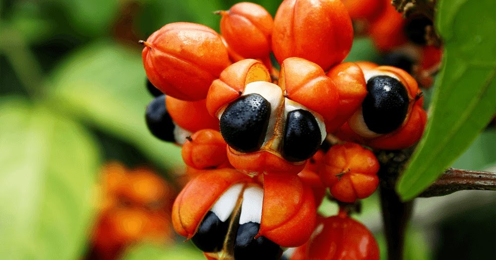Amazing Health Benefits Of Guarana Berry ~ BIO Organic Life