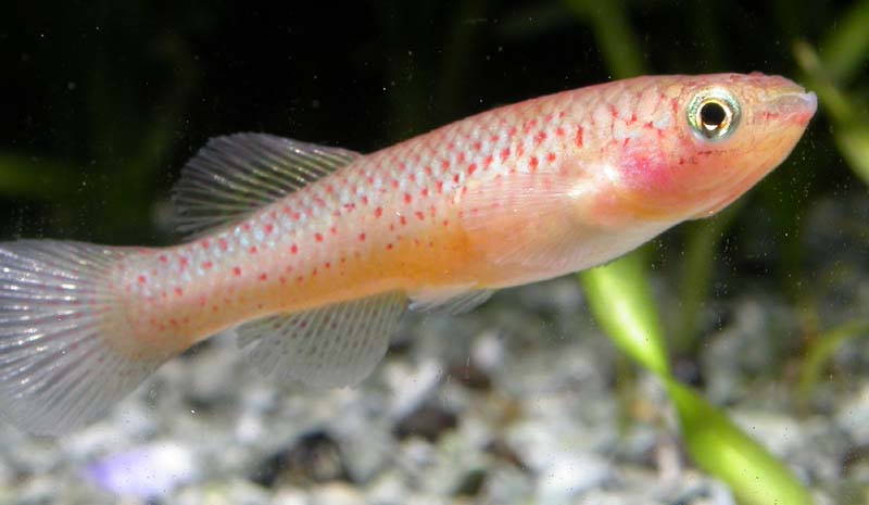 Peces y plantas ornamentales: Aphyosemion Gardneri - Killi punteado