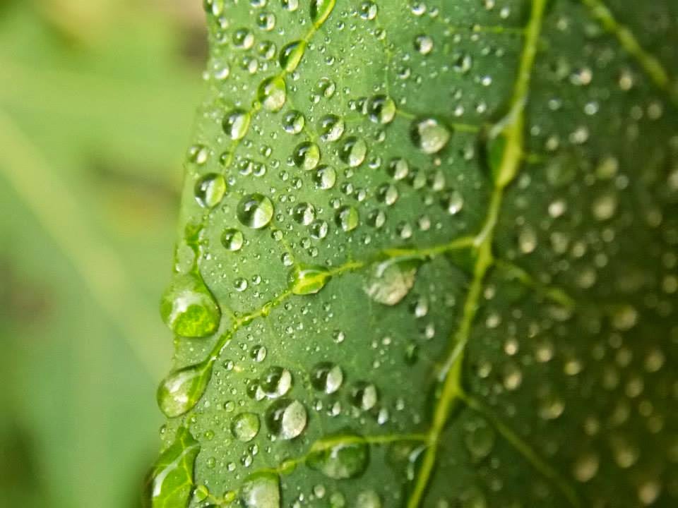 Belajar makroin embun