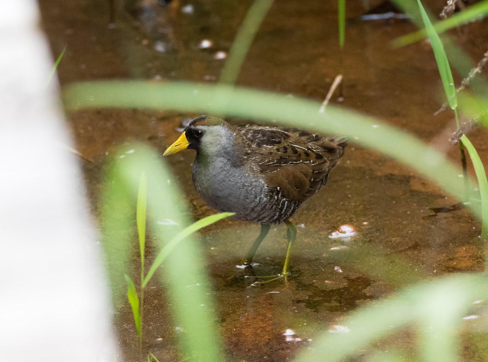 Pixie Birding: Michigan Birding Trip Report (25th May - 2nd June 2018 ...