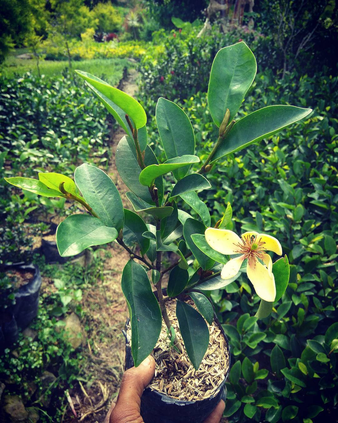 Pohon Kemenyan Sumatera Styrax Gum Benzoin Supplier - Macam Macam Pohon