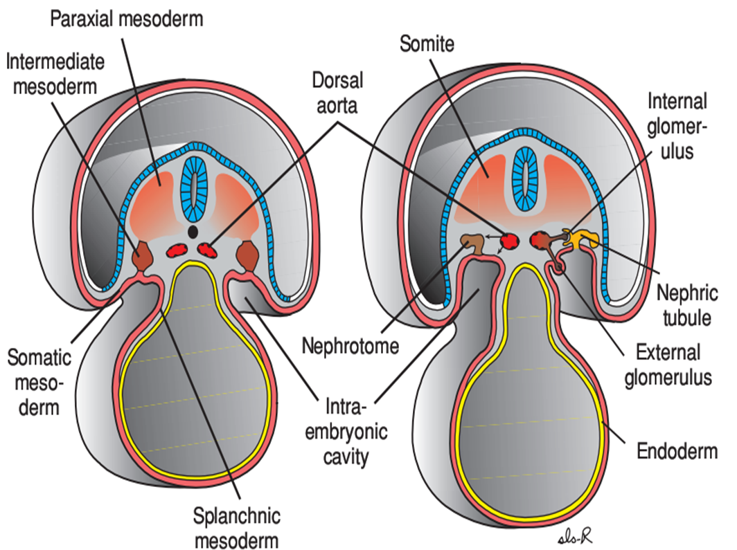 MBBS Medicine (Humanity First): Urinary System (Embryology)