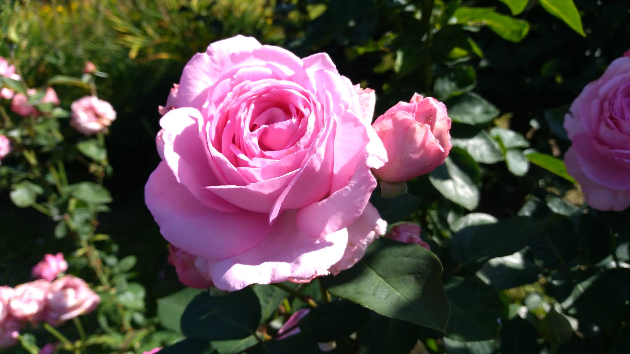 Ranczo Elma: Róża (Rosa) Ghita Renaissance