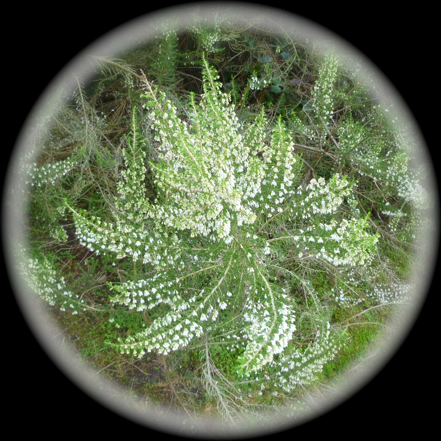 Flowers of San Francisco Botanical Garden: November 2011