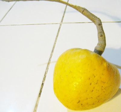 all best of philippines: Tropi Fruity : Anonas