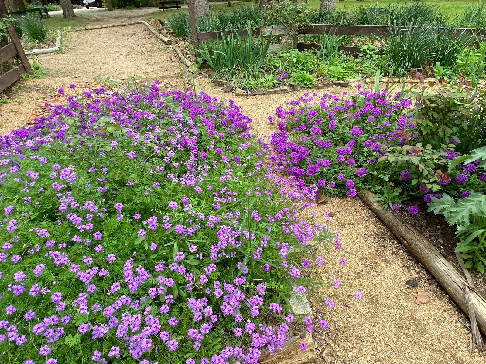 Lisa Bonassin's Garden: More Pictures of Homestead Purple Verbena and ...