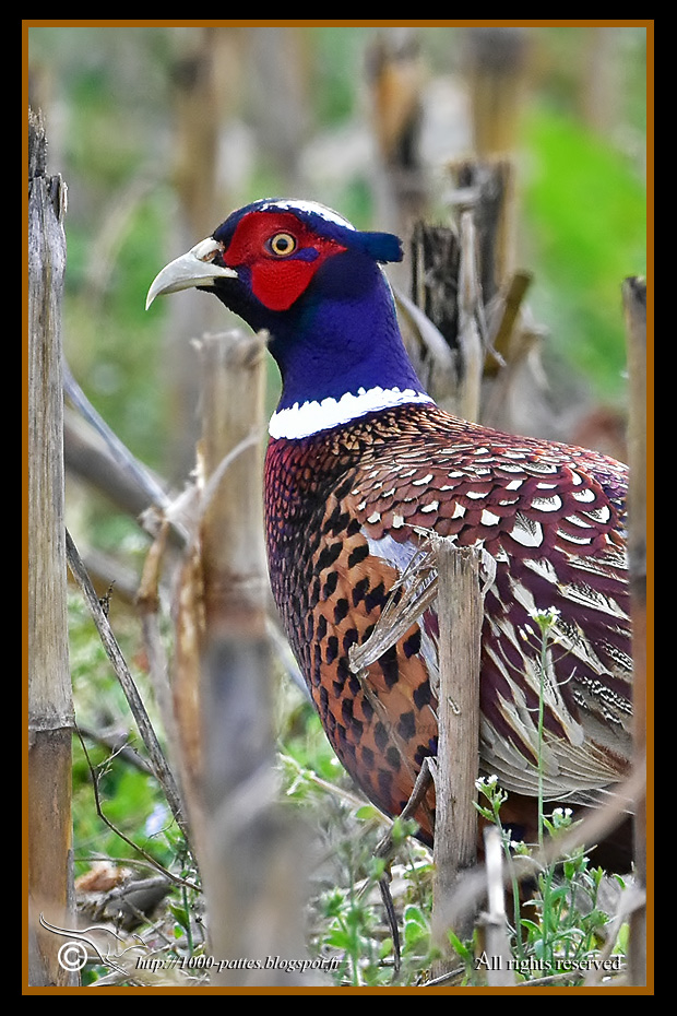 WILDLIFE GATEWAY: Faisan de colchide