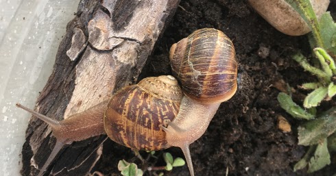 Imaginative Homeschool: Snails