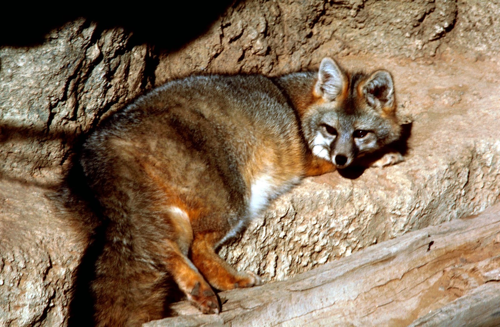 Abe's Animals: Pictures of North American gray foxes and Island foxes