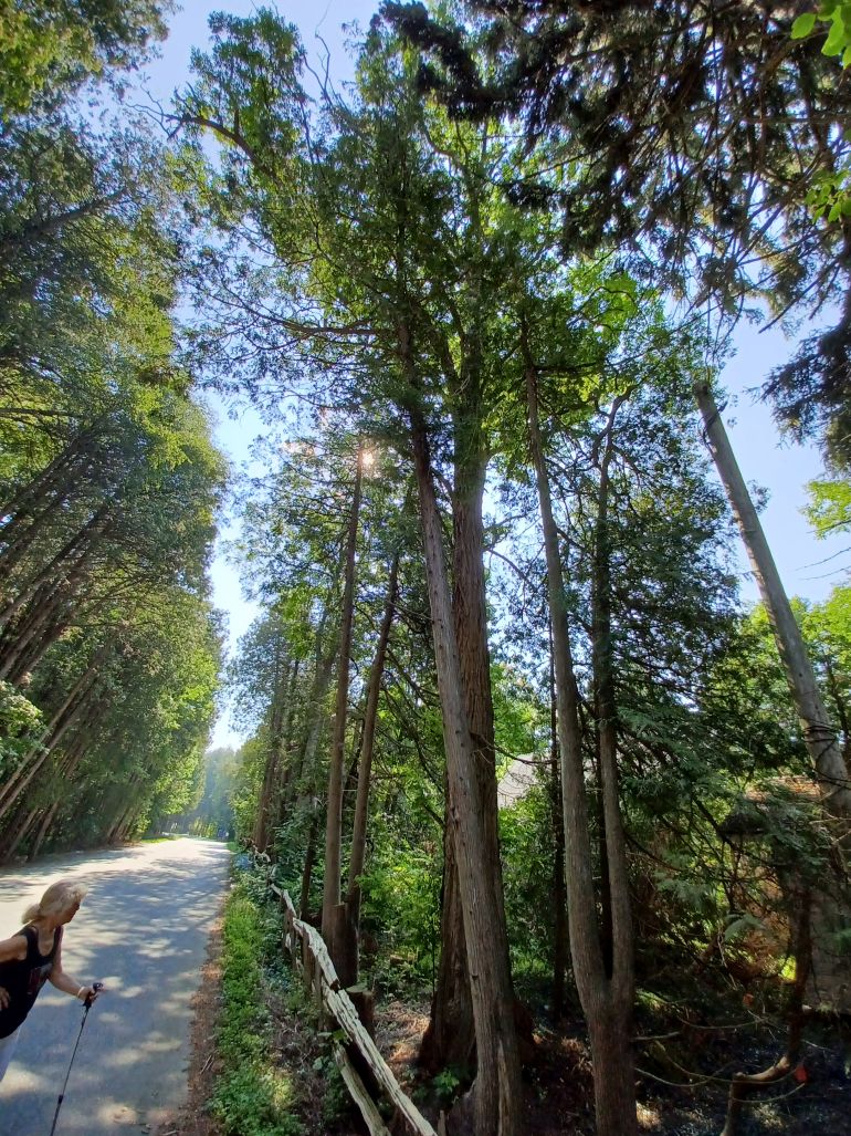 Future Plants by Randy Stewart: Thuja - Arborvitaes