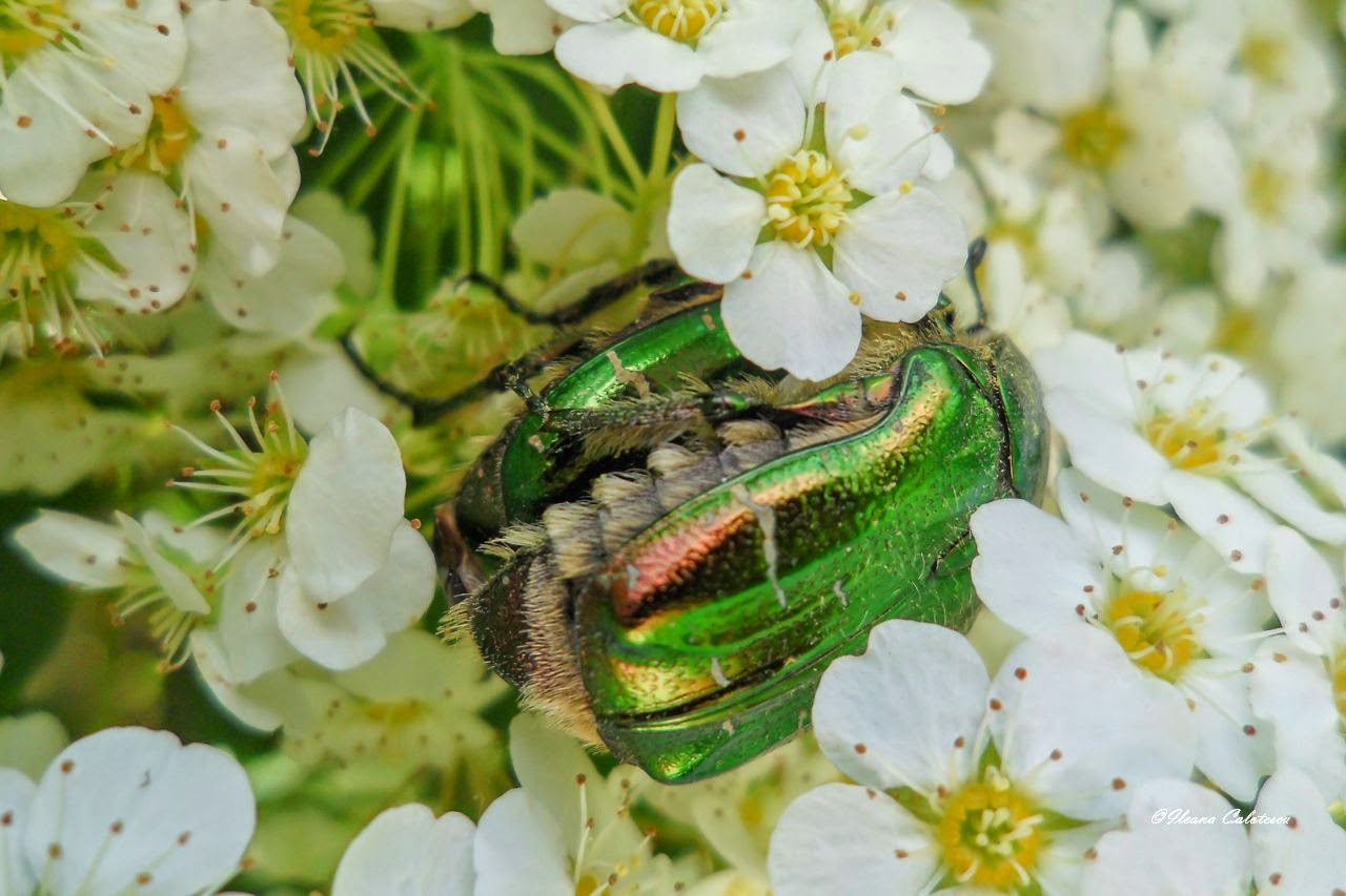 Descopera Targovistea cu mine: Carabusul de mai
