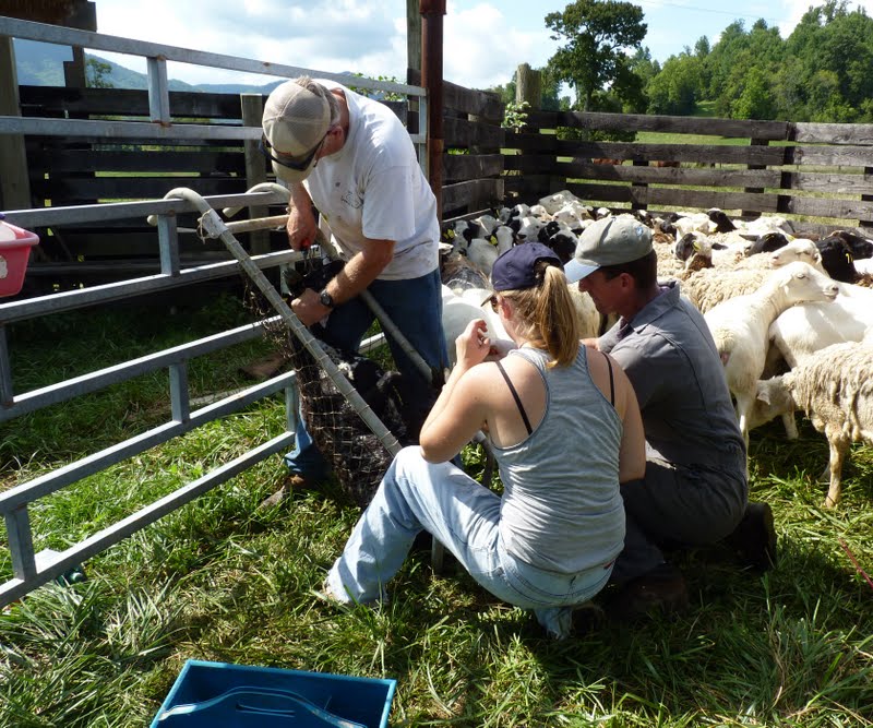 Mountain Glen Farm Journal: Vet Check/Sheep Wellness Exam