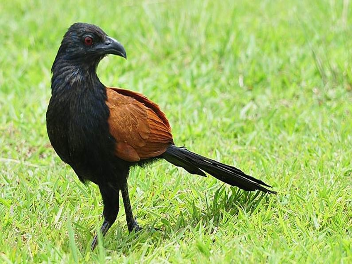 BURUNG BUBUT ADALAH - Rahasia Minyak But But yang Jarang Diketahui Orang