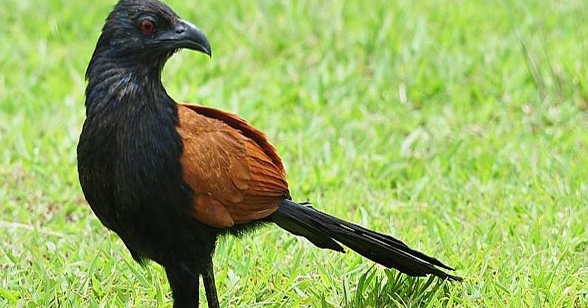 BURUNG BUBUT ADALAH - Rahasia Minyak But But yang Jarang Diketahui Orang