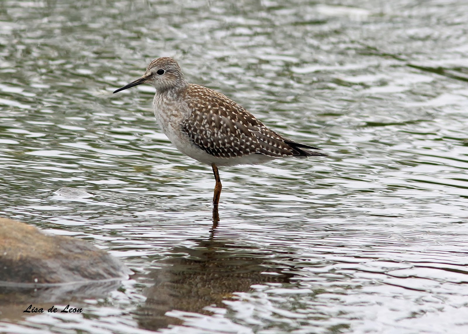 Birding with Lisa de Leon: Less than Three Hours