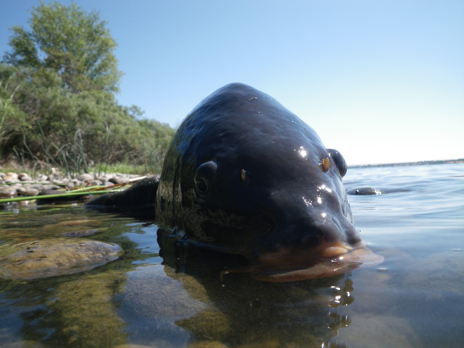 Got Backing? (Formerly Known as Mr. P.'s Blog): Carp Parts--Eyes