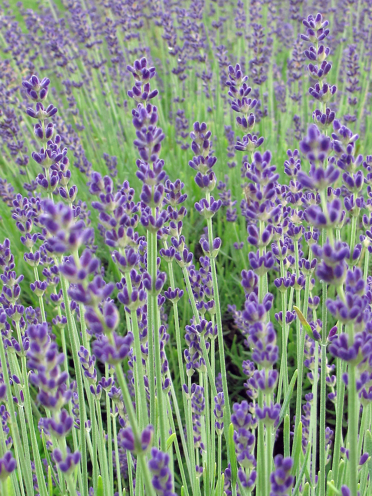 Lockwood Lavender Farm: Lavender is now available for you to pick!