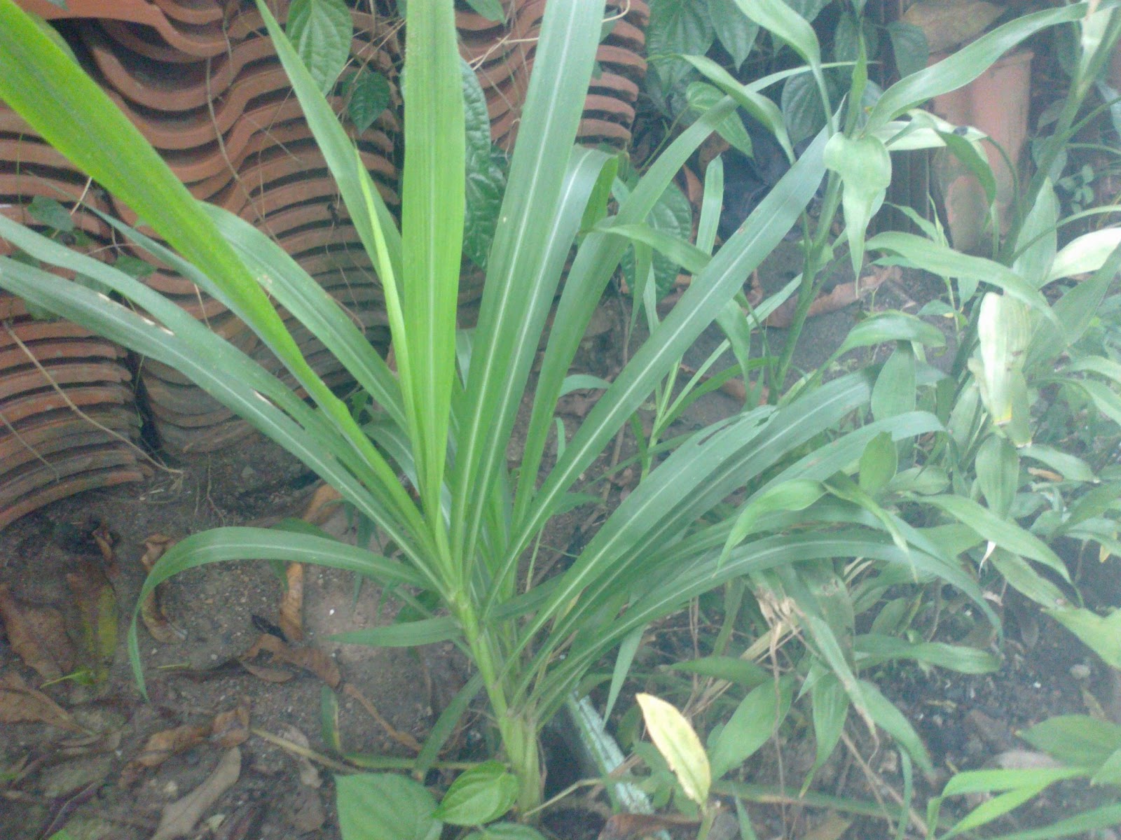 Obat-Obatan: Rumput Kuda