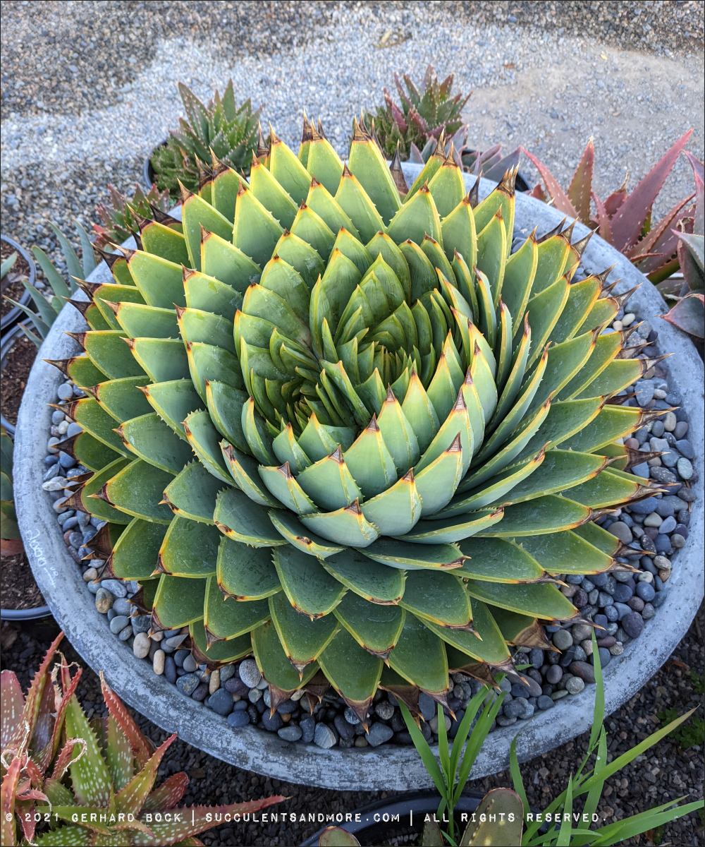Succulent cornucopia at Plant Depot nursery in San Juan Capistrano