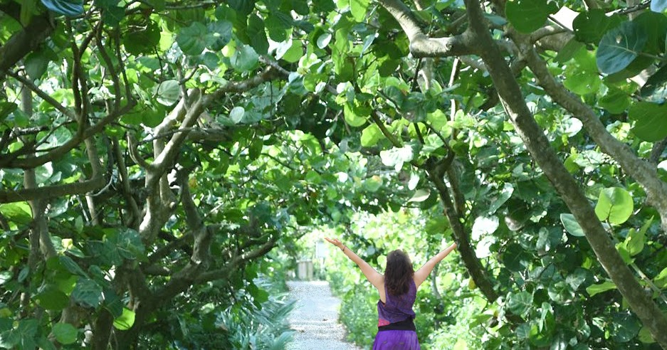 Groundbreaking Roots: Sea Grape: a Fine Florida Native