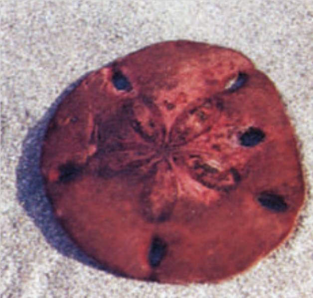 Protejamos las Maravillas del Mar: ERIZOS DE MAR IRREGULARES: FÓSILES ...