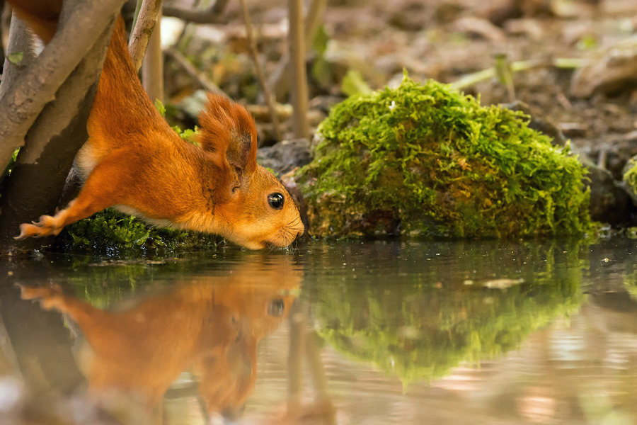 Red Squirrels and Nature