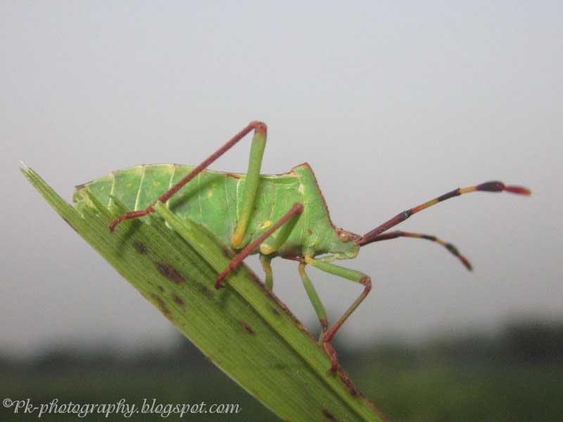 Box Bug-Gonocerus acuteangulatus | Nature, Cultural, and Travel ...