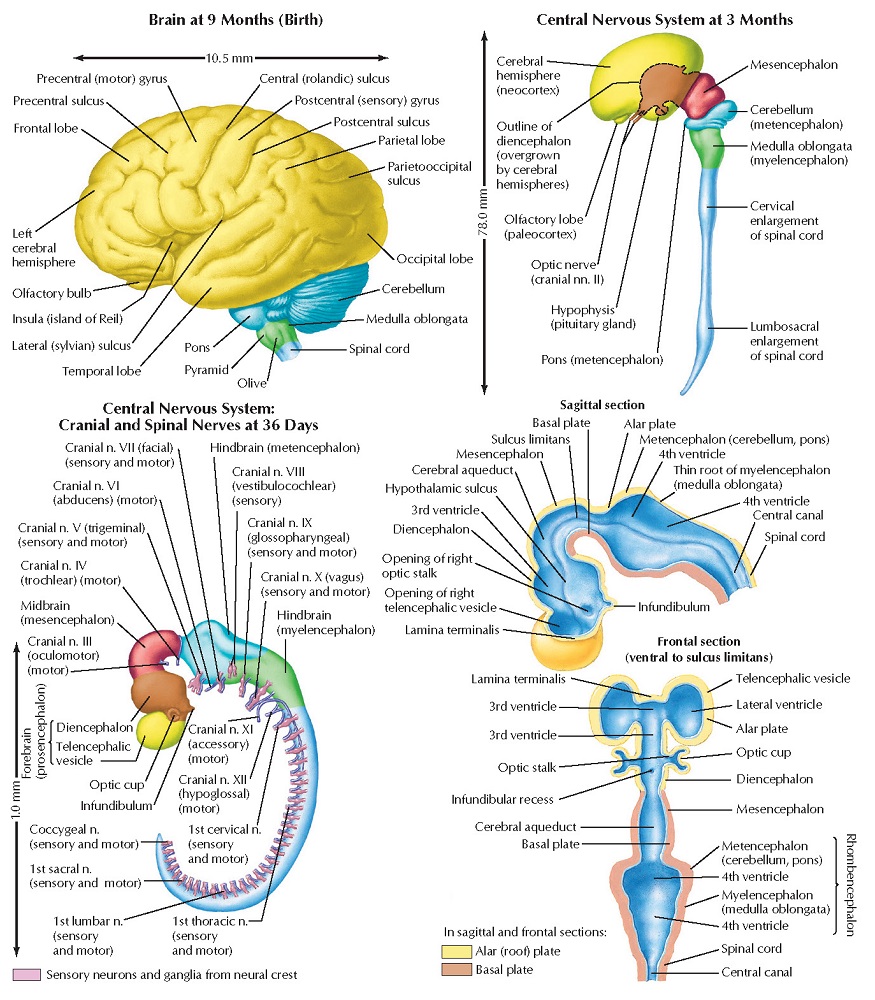 Development of the Nervous System - pediagenosis