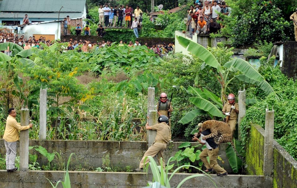 Leopard mauls six in Siliguri, India ( Photos ) | Sri Lanka Guardian