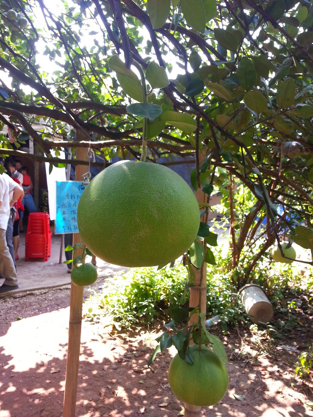 Family Camp 2014 - Metro Tabernacle: Best Tambun Pomelo - Farm Visit