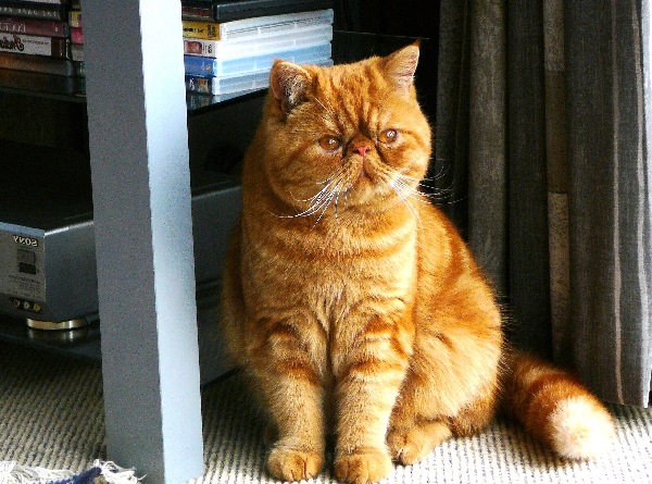 Mengenal Kucing Garfield "Exotic shorthair"