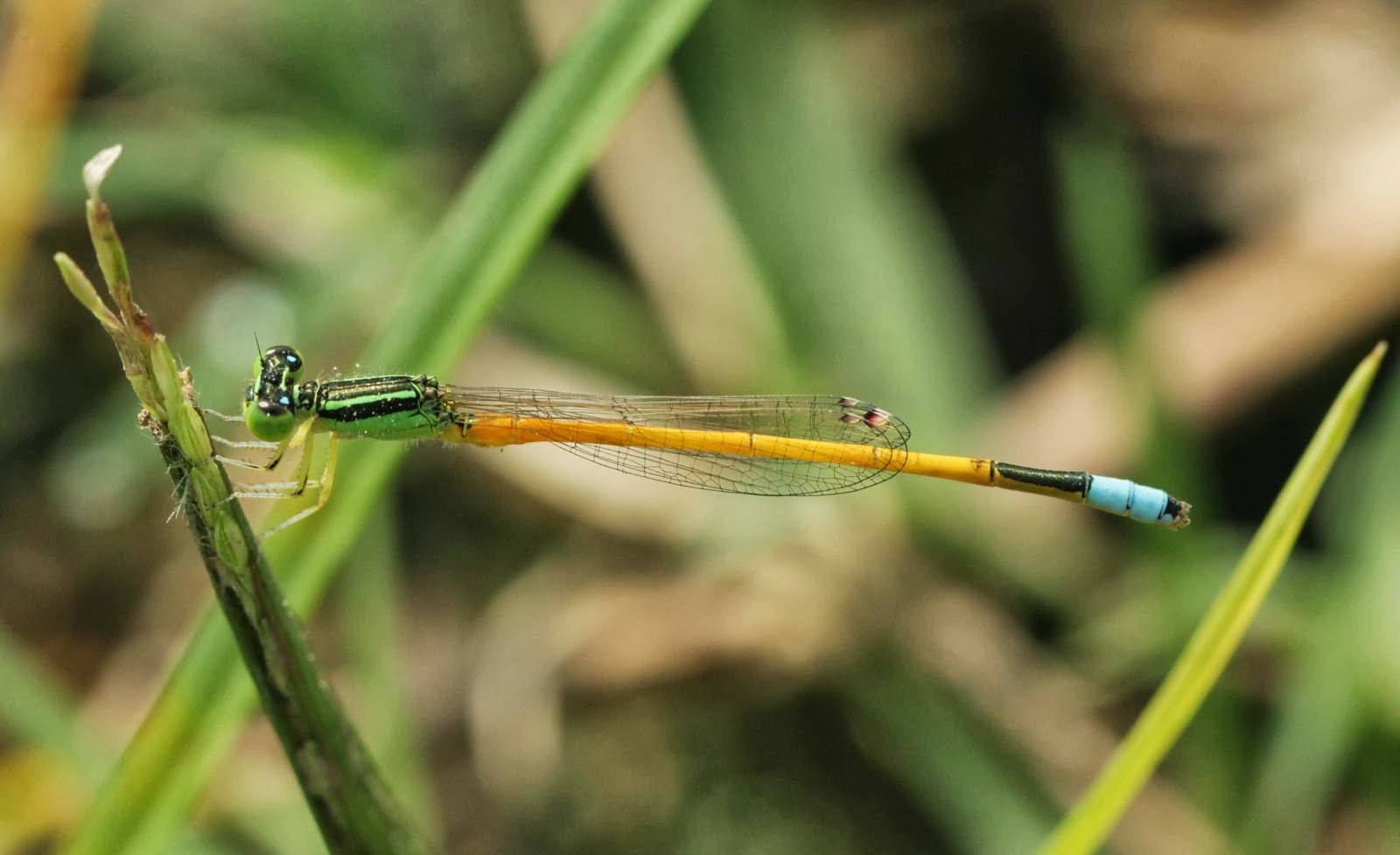 Dragonflies and damselflies of Vietnam: Ischnura carpentieri and ...