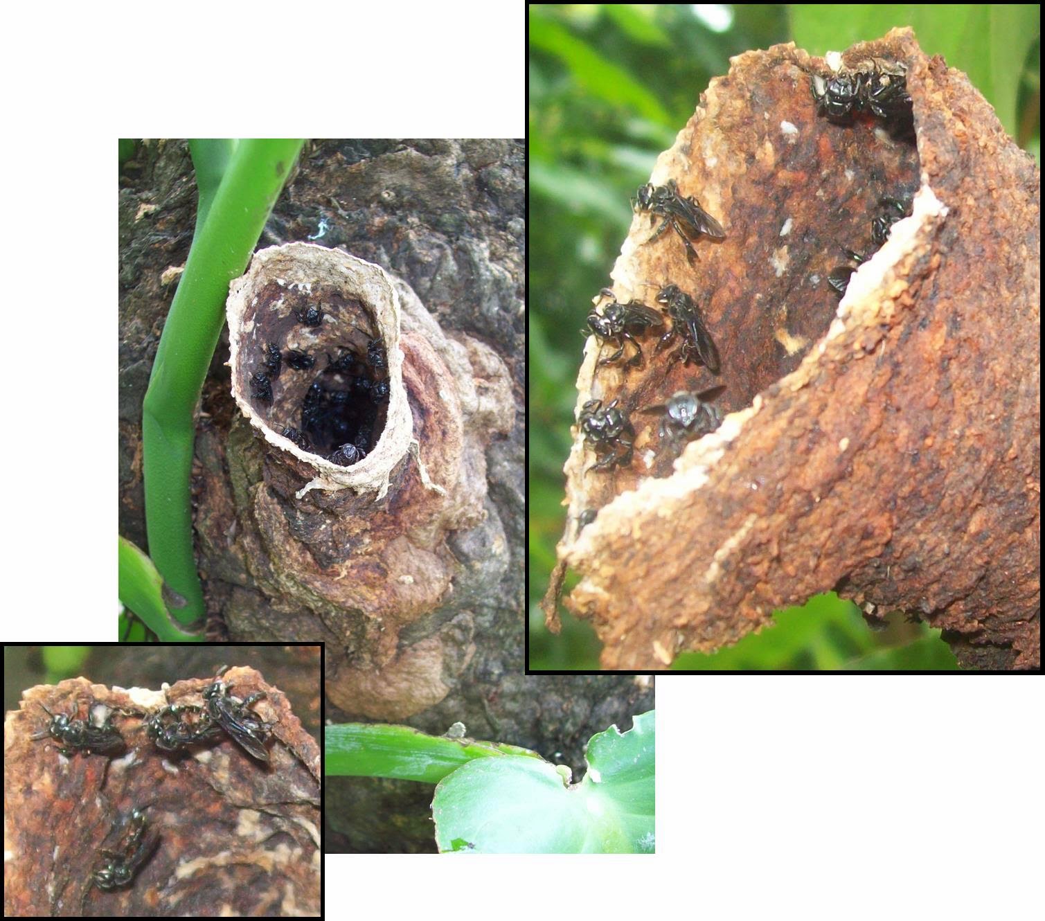 Musings on Beekeeping: Musings About Bees in Termite Nests: Stingless ...