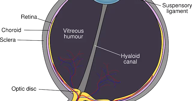 Middle layer of the eyeball. - Biologyseba-Best notes on various ...