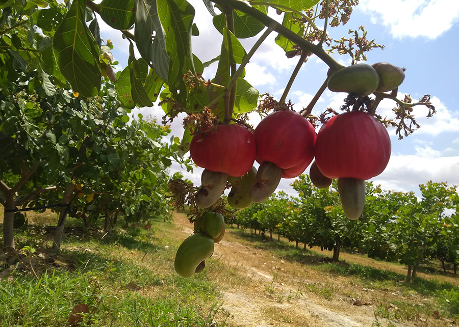 A Produção Brasileira de Cajú - Blog Jacó Costa - De Serra do Mel - RN ...