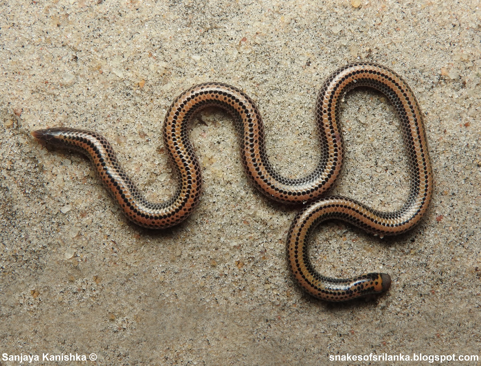 Müller's Shieldtail /තිත් තුඩුල්ලා (Rhinophis punctatus Müller, 1832)