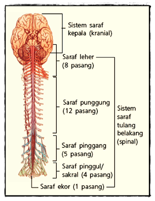 BiologiZone: Sistem Saraf Tepi