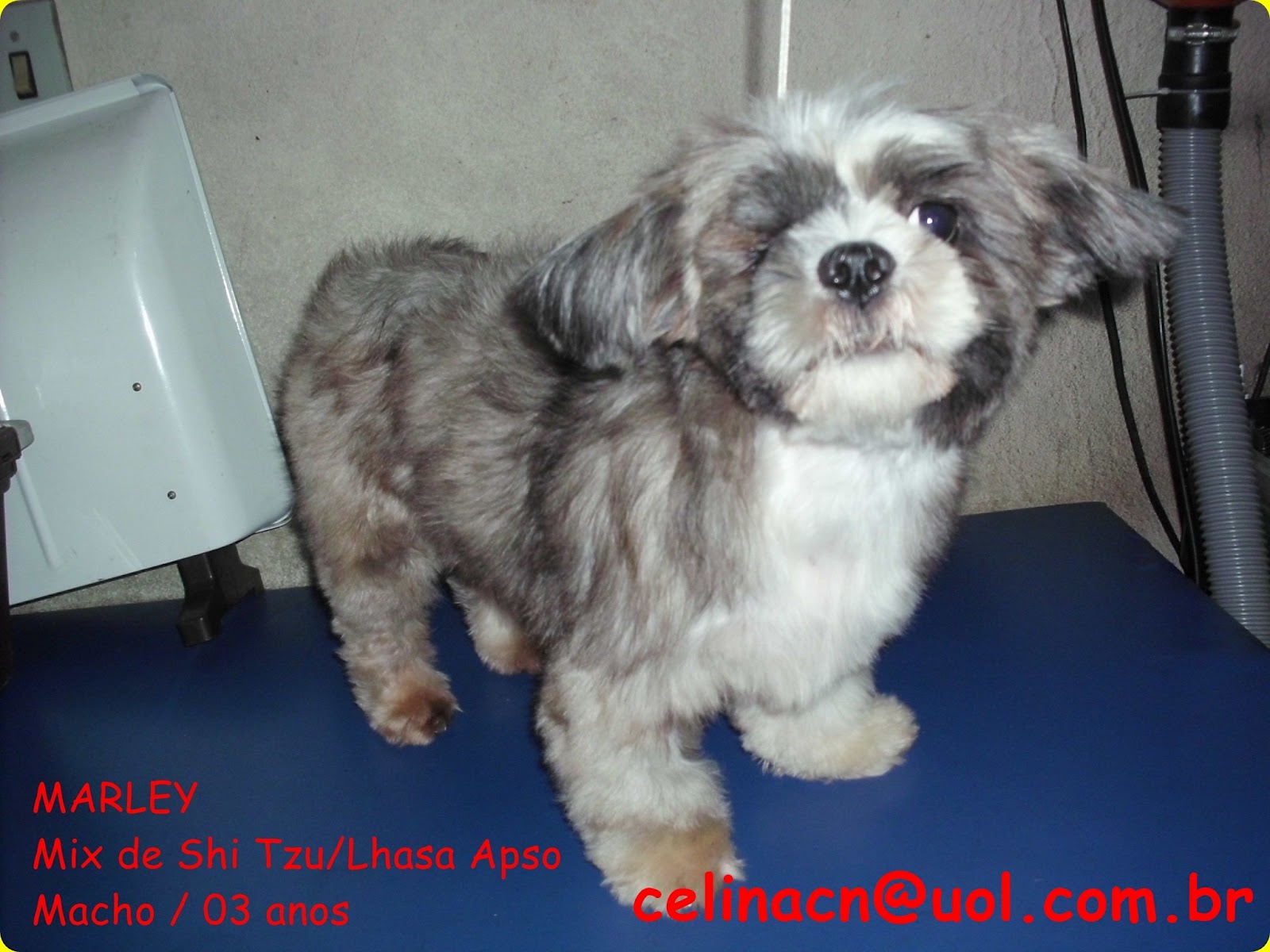 Patinhas sem dono: Mix de Shi tzu com Lhasa Apso especial para adoção!