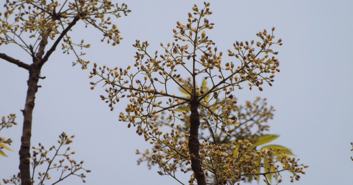 Shilbhadi or Grey downy balsam, Garuga pinnata