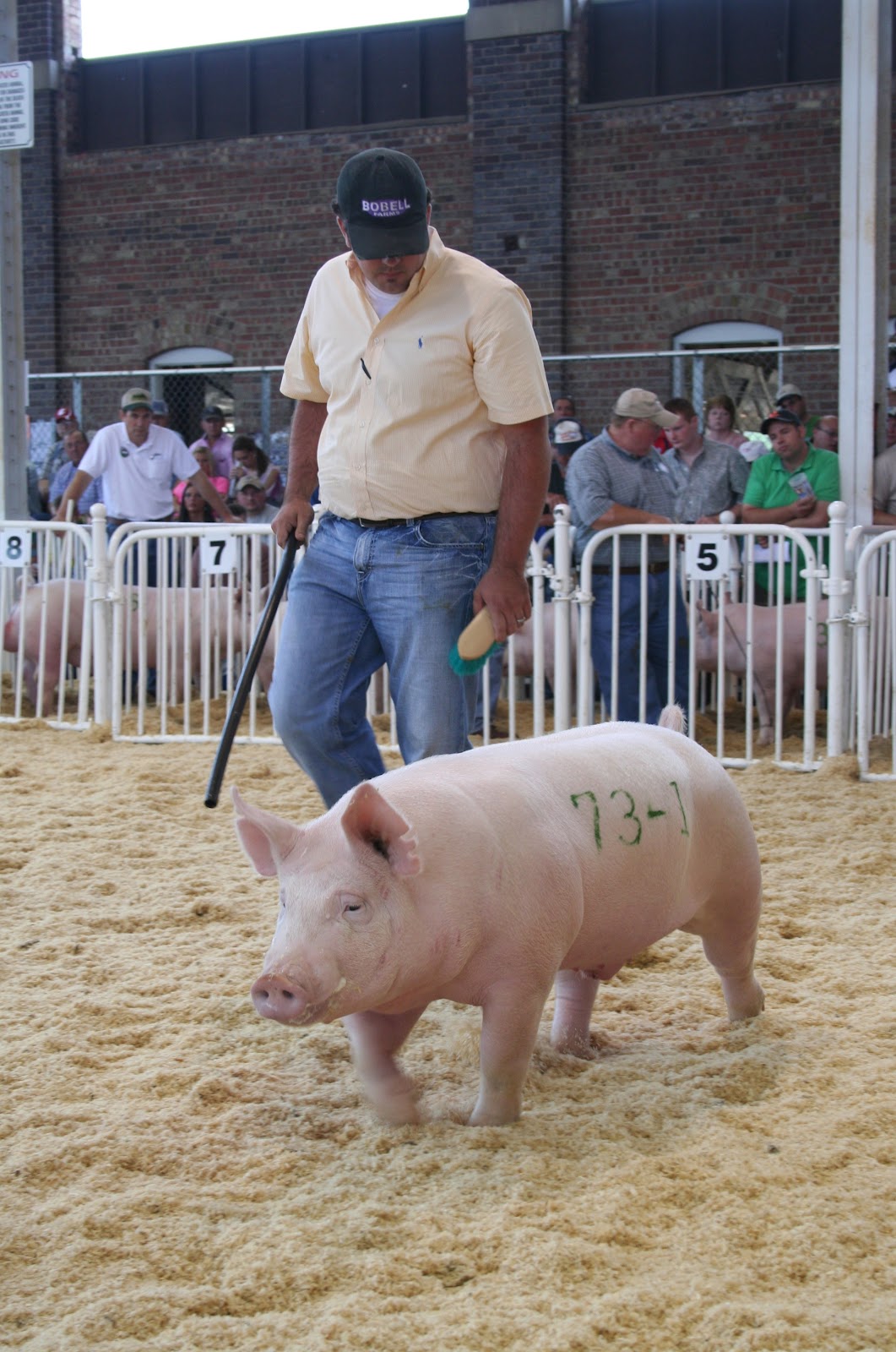 NSR Show & Sale Results: World Pork Expo Open Yorkshire Show Results