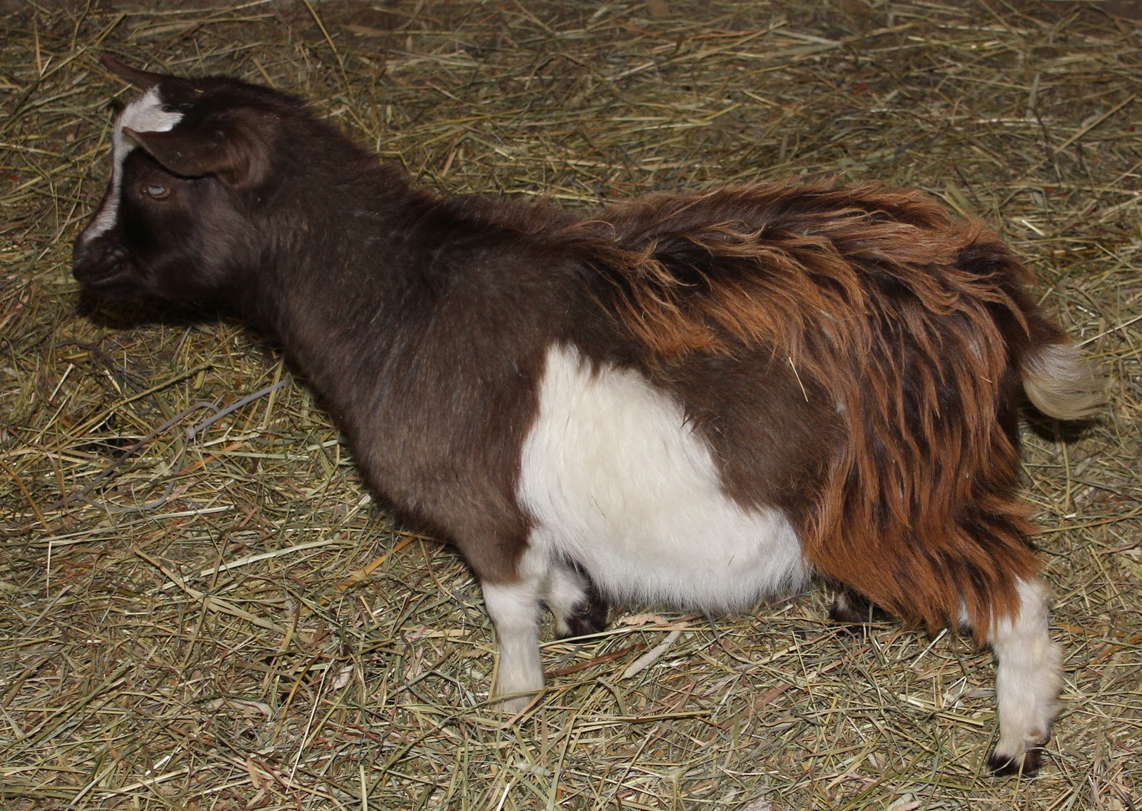 Black Jack Stables: That'll teach me...