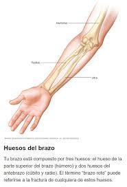 Los 10 Huesos Mas Importantes Del Ser Humano