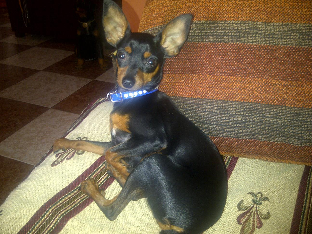 ASOCIACIÓN MAFI: Aparecida la perrita pincher.