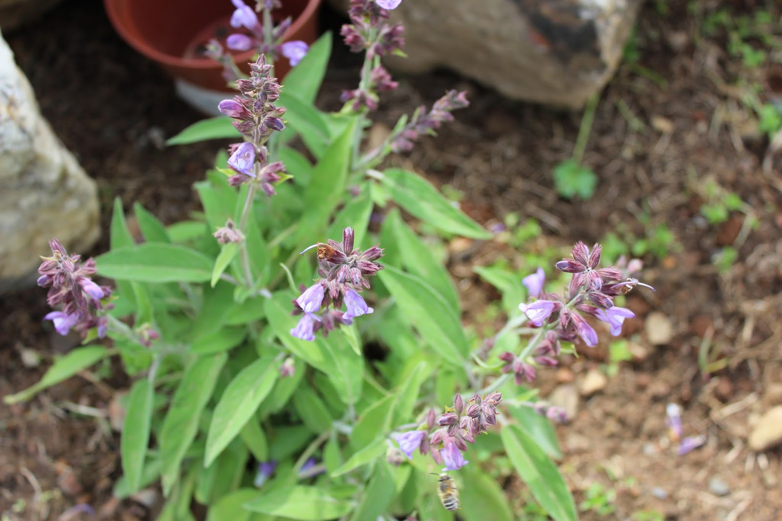 Perfumes y luces de Extremadura: Salvia Officinalis, Salvia. Las flores ...