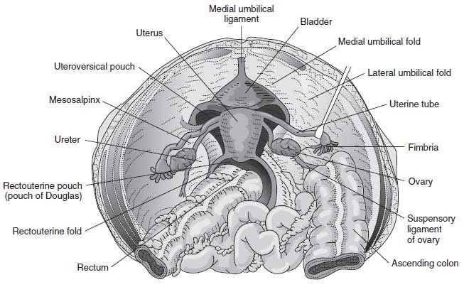 Ectopic Pregnancy Case File